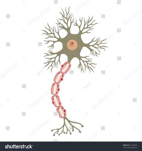 Nerve Cell Vector Stock Vector Royalty Free