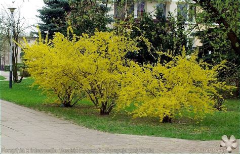 forsythia beatrix farrand | Forsythia x intermedia 'Beatrix Farrand ...