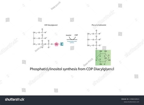 Schematic Molecular Diagram Phosphatidylinositol Synthesis Cdp Stock