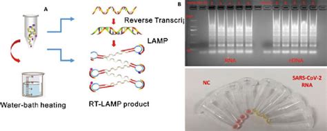 Schematic Representation Of Rt Lamp With A Colorimetric Assay A The