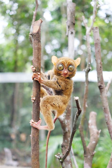 Mengenal Tarsius Si Mungil Bermata Besar Dari Belitung