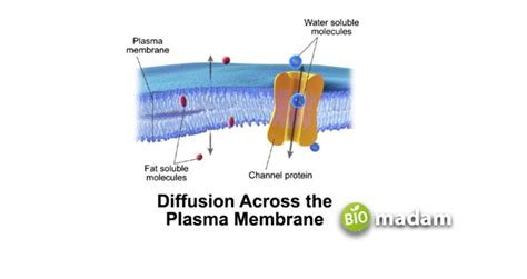 Does Simple Diffusion Require Energy Biomadam
