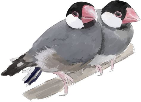 Clumping Posture Of The Java Sparrow Pair Bonded Java Sparrows Sit In Download Scientific