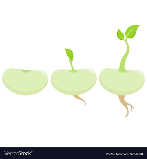 Bean Sprouts Royalty Free Vector Image Vectorstock