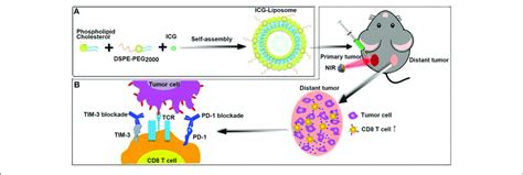 Scheme 1 A The Schematic Illustration For Icg Loaded Liposome As A Download Scientific