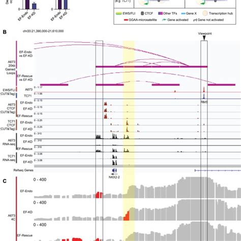Cell Specific Local Chromatin Structure Affects Gene Regulation A