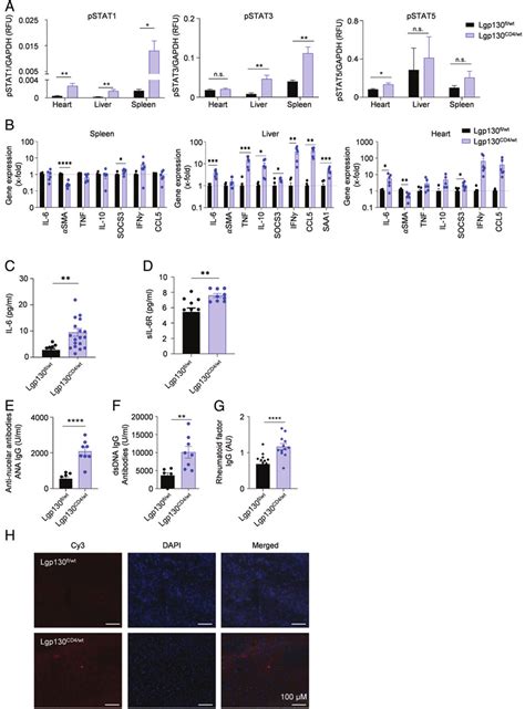 T Cell Driven Hyperinflammatory Phenotype In Lgp130 Cd4wt Mice A Download Scientific