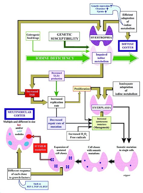 MNG Pathogenesis MNG Multinodular Goiter TSH R Thyroid Stimulating Download Scientific