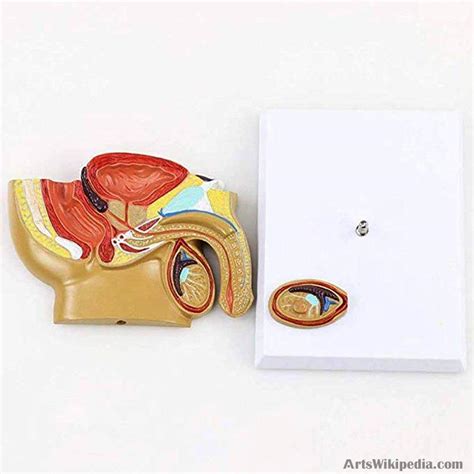 Male Pelvic Sagittal Anatomy Model Male Reproductive Organ Model