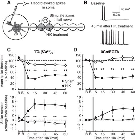 Axonal Short Term Intermediate Term Hyperexcitability Sth Ith Induced