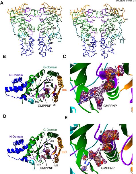 Figure 1 From X Ray Structures Of The Signal Recognition Particle Receptor Reveal Targeting