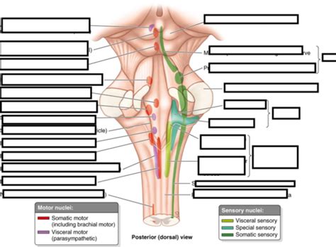 Cranial Nerves Flashcards Quizlet