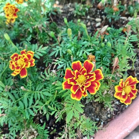 11월 7일 탄생화 메리골드 메리골드 꽃말