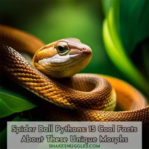 Spider Ball Pythons 15 Cool Facts About These Unique Morphs