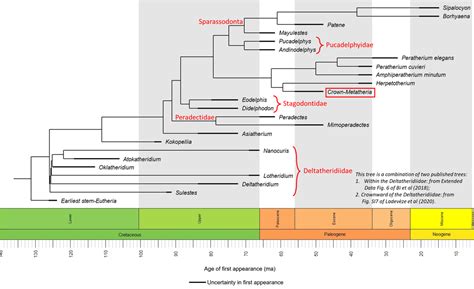 Infraclass Metatheria Metatheriapptx