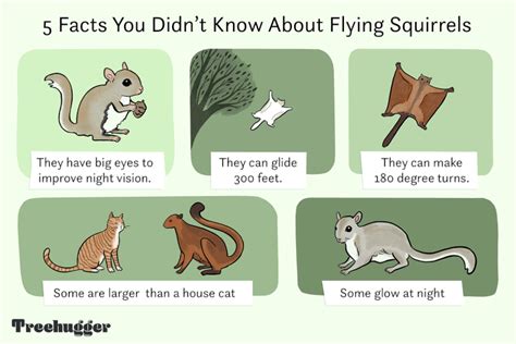 13 Interesting Facts About Flying Squirrels