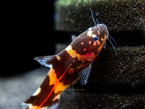Bumblebee Catfish
