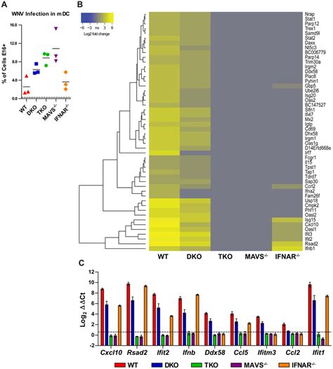 Microarray Analysis Of Wnv Infected Mdc Mdc From Wt Irf3−−×irf7−−