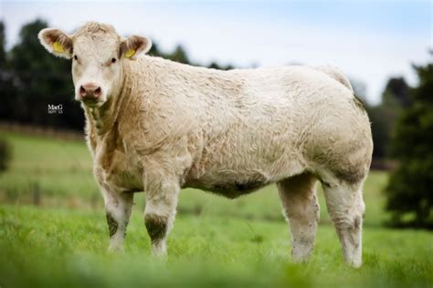 Most Expensive Beef In The World The Business Standard