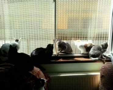 Recognizing Head Pressing Behavior In Your Cats Could Save Their Lives!