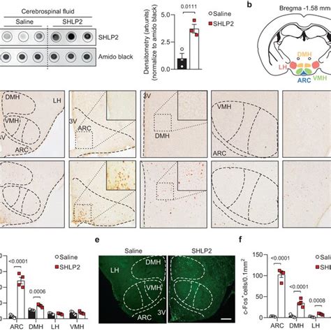 Shlp2 Induces C Fos Activation In Hypothalamic Neurons A Dot Blots