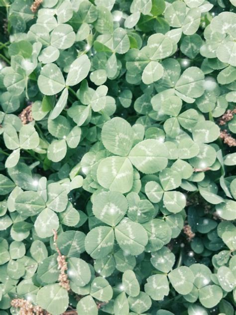 ☘세잎클로버☘꽃말 자연풍경 캐시피드