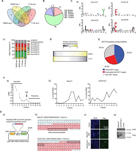Immunopeptidomic Analysis Of Hct116 Cells A Immunopeptidomics Analysis