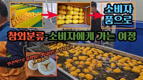 물참외 고르는법 분류과정 한번보세요 Youtube