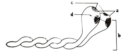 Section A Topicwise Questions Topic 1 Types Of Movement And Muscle