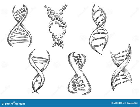 Dna Models With Double Helices Sketches Stock Vector Illustration Of Logo Healthcare 66004936