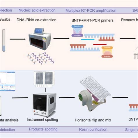 the flowcharts of ccrp ms method for multiple pathogens detection in