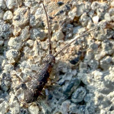 Pogonognathellus Bugguide Net