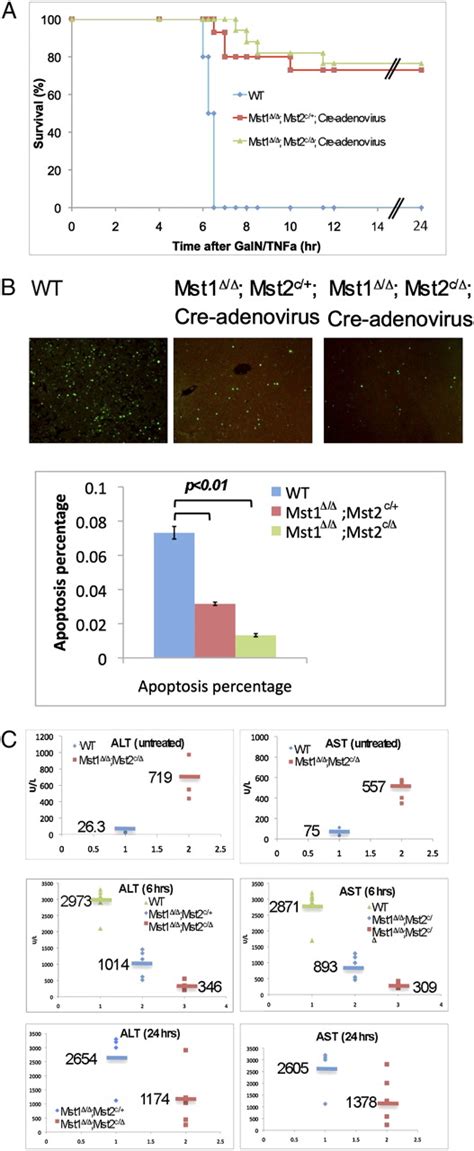 Mammalian Mst1 And Mst2 Kinases Play Essential Roles In Organ Size