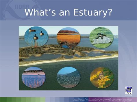 PPT Whats An Estuary What Is An Estuary An Estuary Is A Body Of Water Formed Where