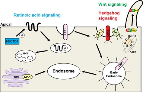 Schematic Representation Of The Interaction Of Endocytic Proteins That