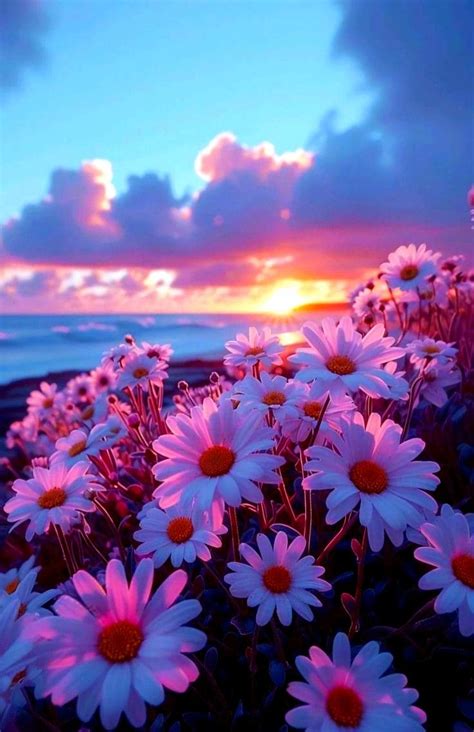 Pin By Jen Williams On Sunflowers Daises Landscape Pictures Ocean Landscape Pretty Wallpapers