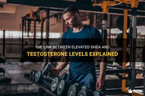 The Link Between Elevated Dhea And Testosterone Levels Explained Medshun