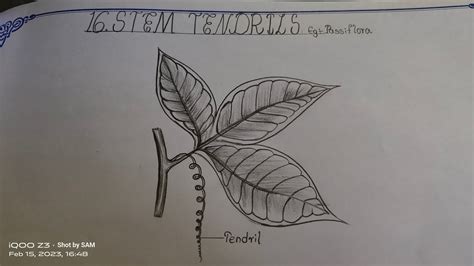 Drawing Stem Tendrilspossiflora Thelefthandedartist Botany Record Youtube
