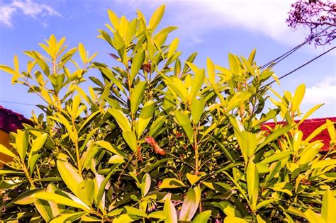 premium photo a tree that has unique leaves