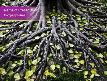 Managing And Addressing Issues Caused By Large Tree Roots PowerPoint Template Backgrounds