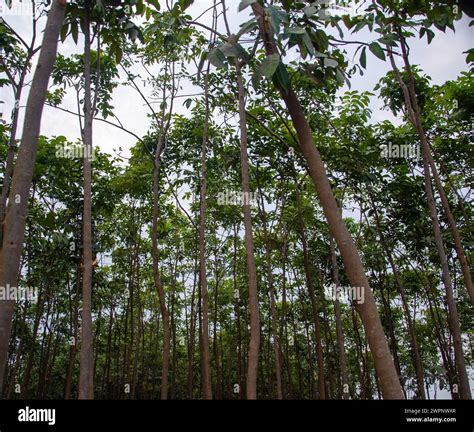 Tree Planted In Row And Column In The Jungle Stock Photo Alamy