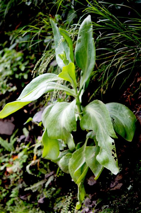 Kalanchoe Integra Eflora Of India