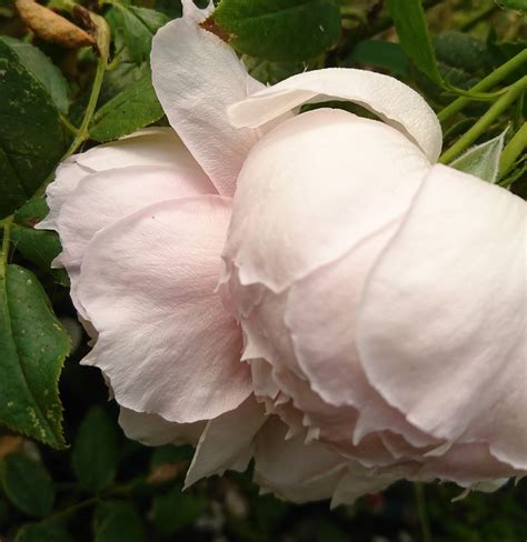 The Wedgewood Rose — Eumundi Roses