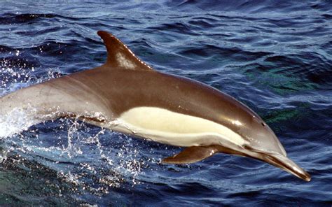 Long Beaked Common Dolphin Delphinus Capensis Dolphins World