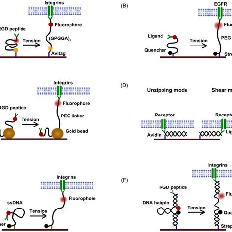 Alternative Sensor Designs A The Molecular Tension Sensor Mts Is