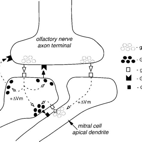 Schematic Representation Of Gaba B Receptor Mediated Synaptic
