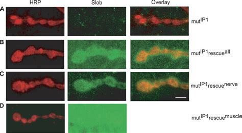 slob can be disrupted in a tissue specific manner using slob rnai and