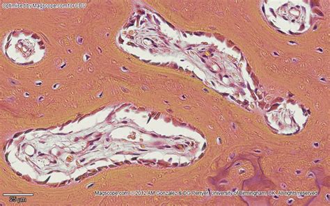 Histology Slide Download