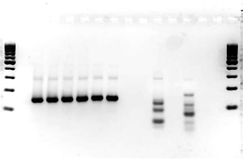 Twistamp® Basic Biolinkk
