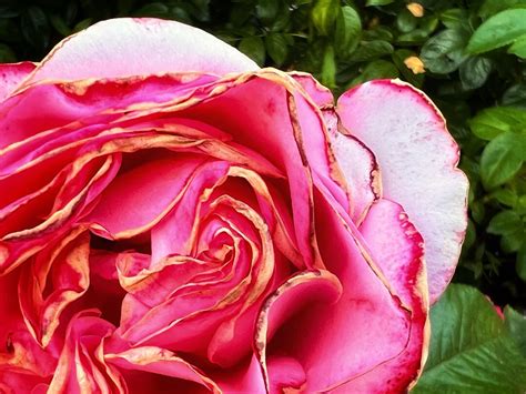 ვარდი ვარდი Lily Beth Flickr